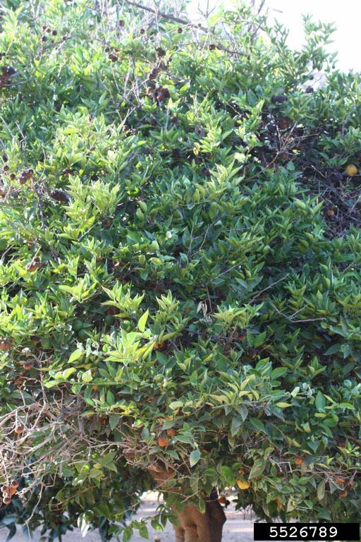 Sudachi (Citrus sudachi cv. Sudachi)