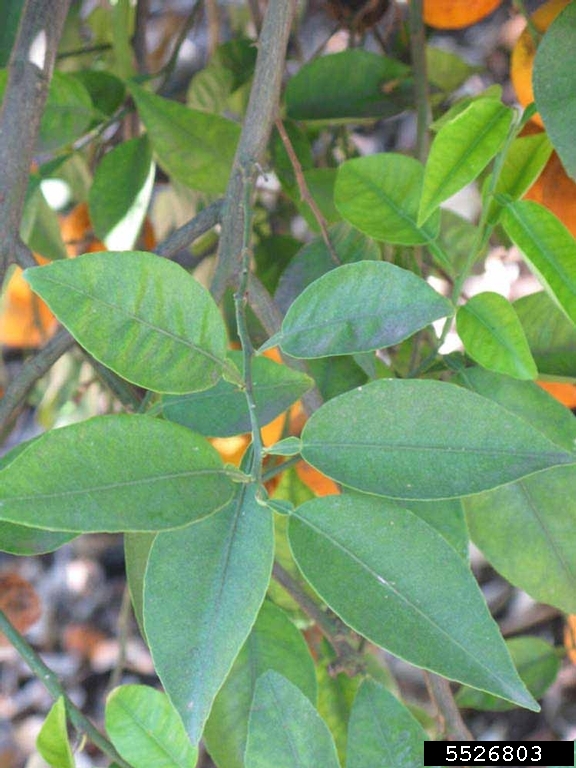 Sudachi (Citrus sudachi cv. Sudachi)