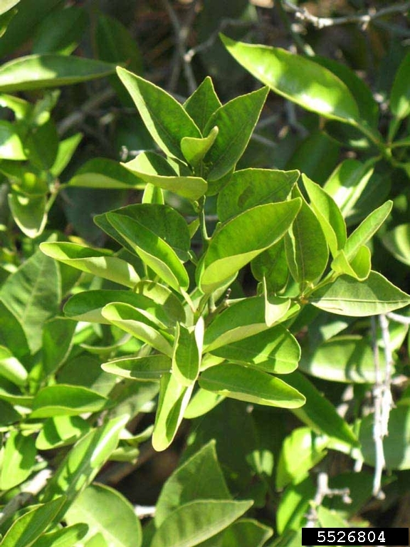 Sudachi (Citrus sudachi cv. Sudachi)
