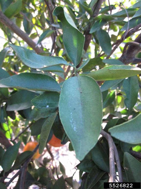 Sugar Belle (Citrus hybrid cv. Sugar Belle)