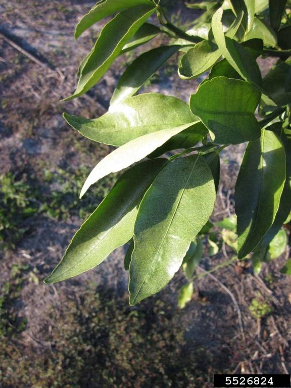 Sugar Belle (Citrus hybrid cv. Sugar Belle)