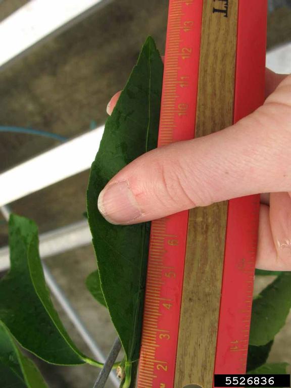 Sugar Belle (Citrus hybrid cv. Sugar Belle)