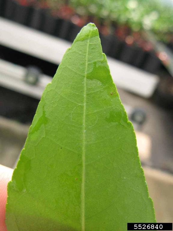 Sugar Belle (Citrus hybrid cv. Sugar Belle)