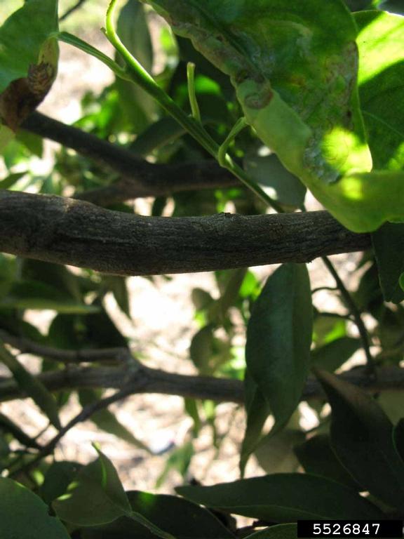 Sugar Belle (Citrus hybrid cv. Sugar Belle)