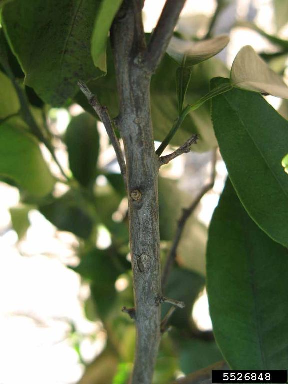 Sugar Belle (Citrus hybrid cv. Sugar Belle)