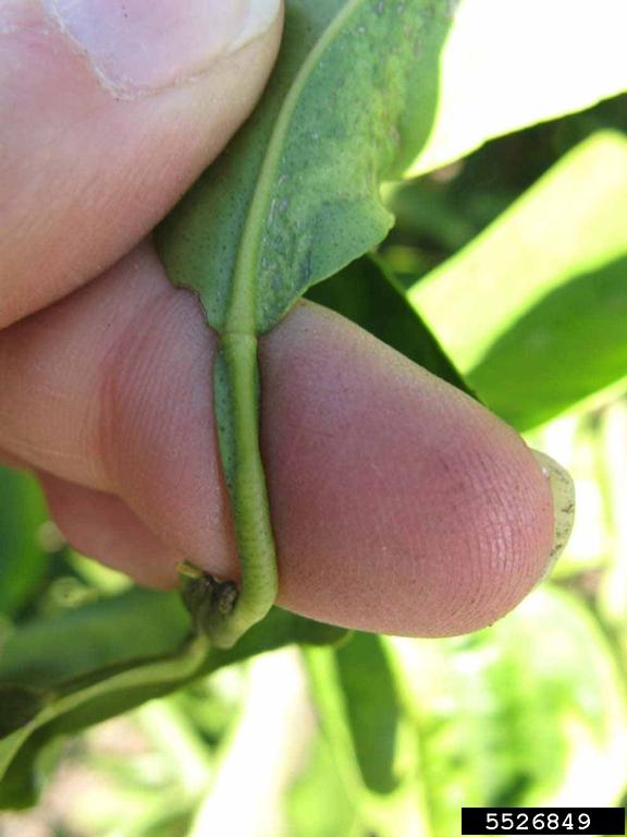 Sugar Belle (Citrus hybrid cv. Sugar Belle)