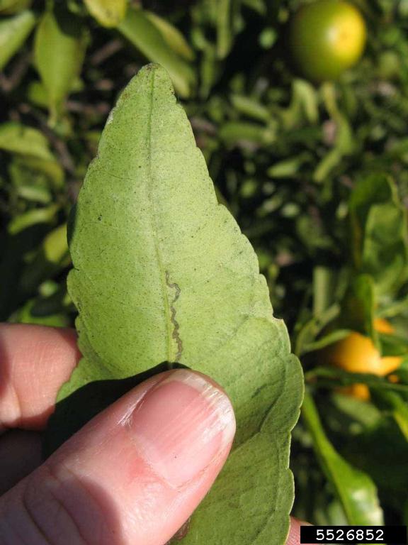 Sugar Belle (Citrus hybrid cv. Sugar Belle)