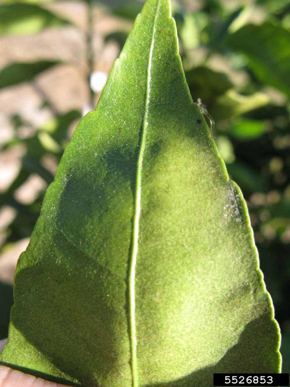 Sugar Belle (Citrus hybrid cv. Sugar Belle)