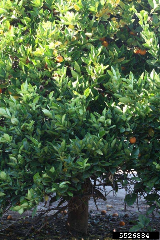 Summer (Citrus x aurantium cv. Summer)