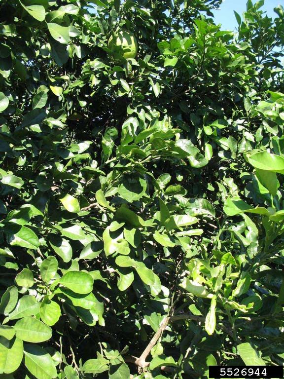 Sun Hing (Citrus maxima cv. Sun Hing (Burm.) Merr.)
