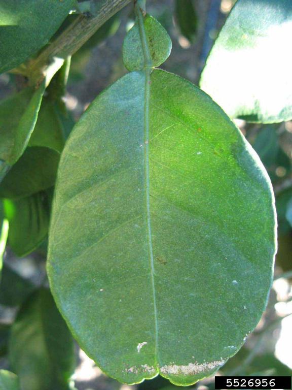 Sun Hing (Citrus maxima cv. Sun Hing (Burm.) Merr.)