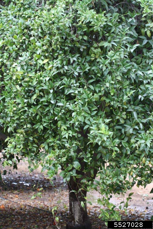 Sunki (Citrus reticulata cv. Sunki)