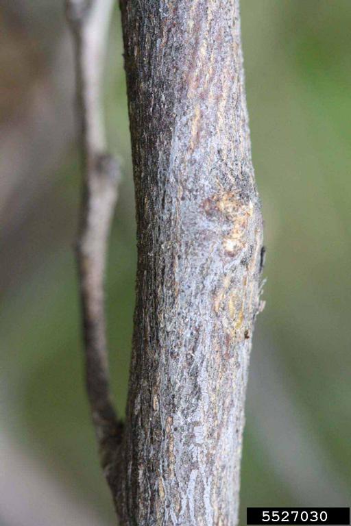 Sunki (Citrus reticulata cv. Sunki Blanco)