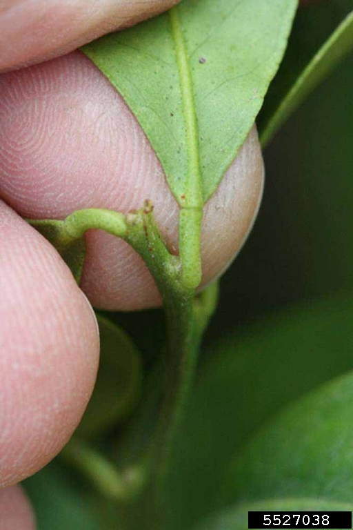 Sunki (Citrus reticulata cv. Sunki Blanco)