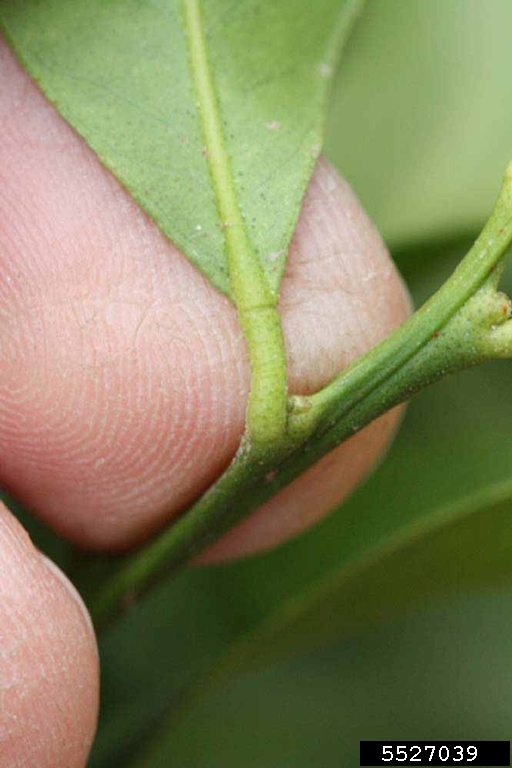 Sunki (Citrus reticulata cv. Sunki)