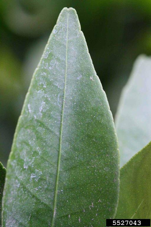 Sunki (Citrus reticulata cv. Sunki Blanco)
