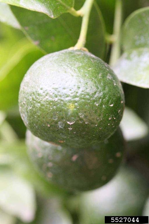 Sunki (Citrus reticulata cv. Sunki Blanco)