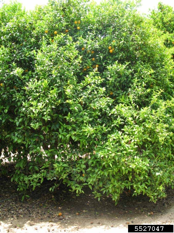 Sunki (Citrus reticulata cv. Sunki Blanco)