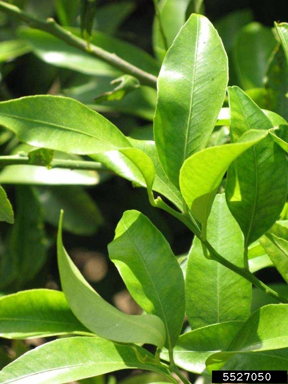 Sunki (Citrus reticulata cv. Sunki)