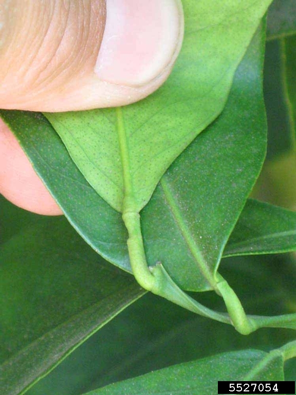 Sunki (Citrus reticulata cv. Sunki)