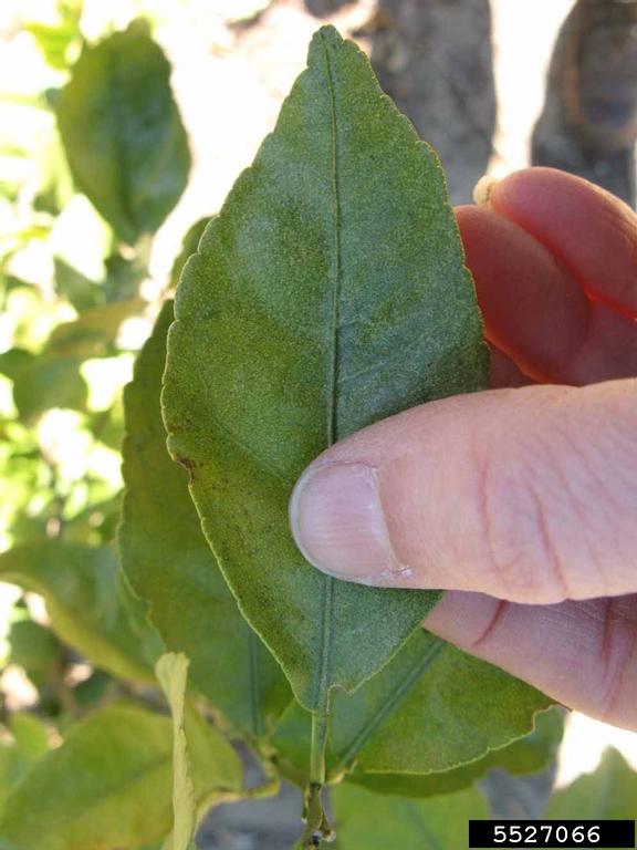 Sunki (Citrus reticulata cv. Sunki)