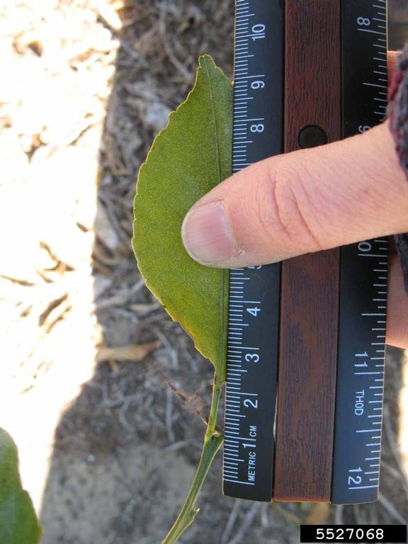 Sunki (Citrus reticulata cv. Sunki)