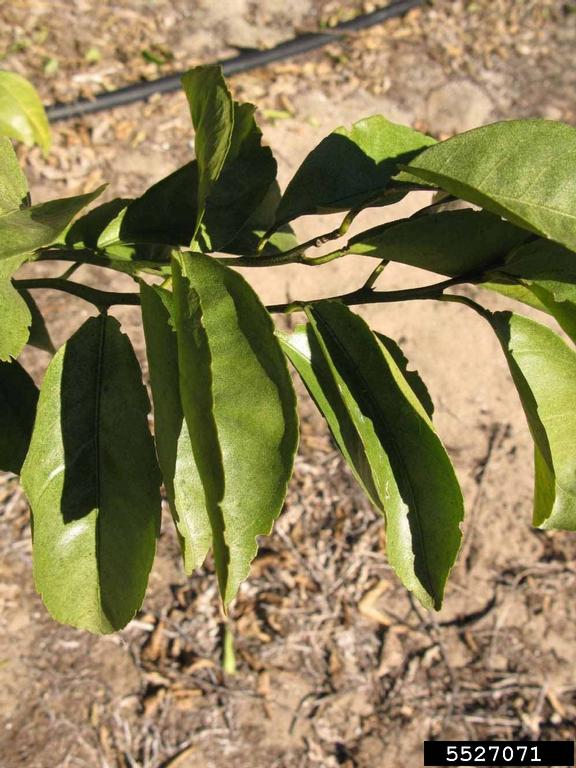 Sunki (Citrus reticulata cv. Sunki Blanco)