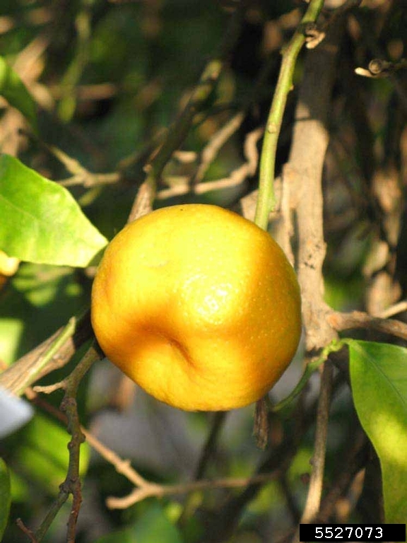 Sunki (Citrus reticulata cv. Sunki Blanco)