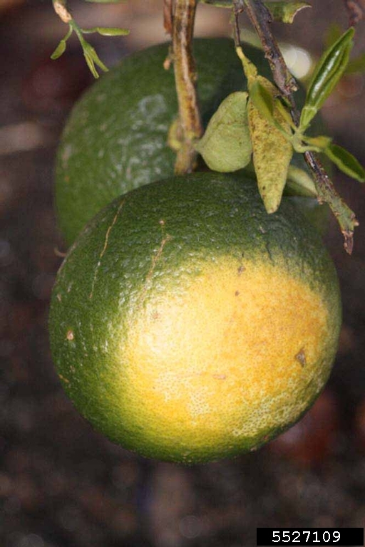 Sunshine (Citrus x aurantium cv. Sunshine)