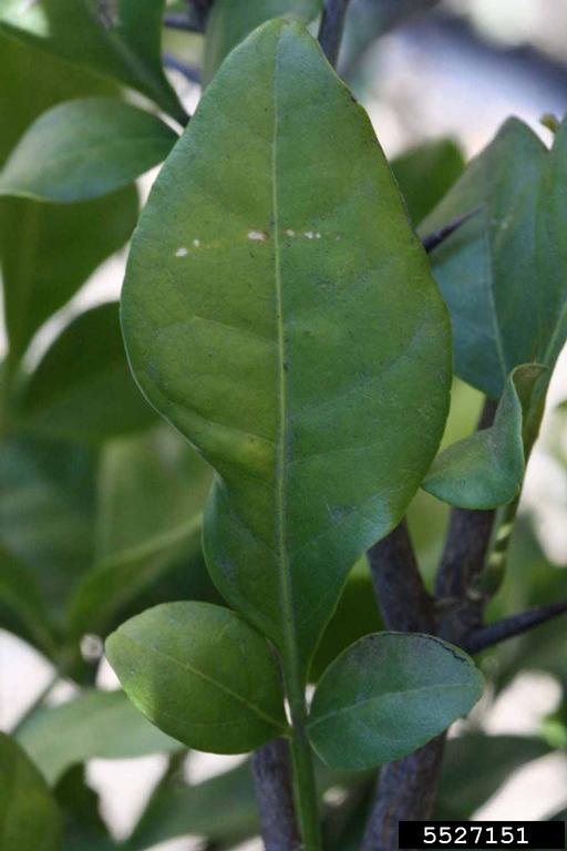 Tabog (Swinglea glutinosa cv. Tabog (Blanco) Merr.)