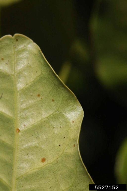 Tabog (Swinglea glutinosa cv. Tabog (Blanco) Merr.)