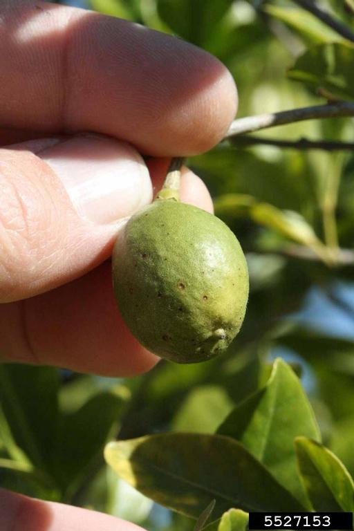 Tabog (Swinglea glutinosa cv. Tabog (Blanco) Merr.)