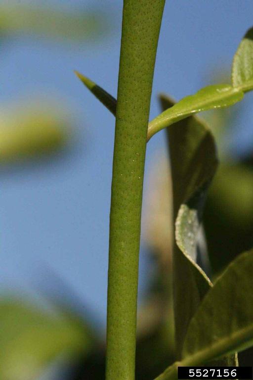 Tabog (Swinglea glutinosa cv. Tabog (Blanco) Merr.)