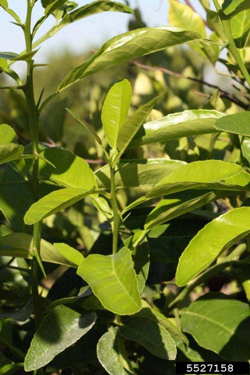 Tabog (Swinglea glutinosa cv. Tabog)