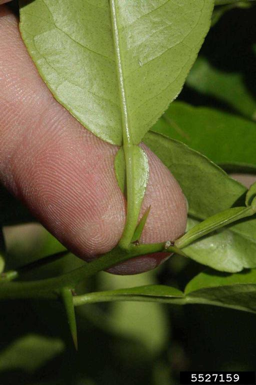 Tabog (Swinglea glutinosa cv. Tabog (Blanco) Merr.)