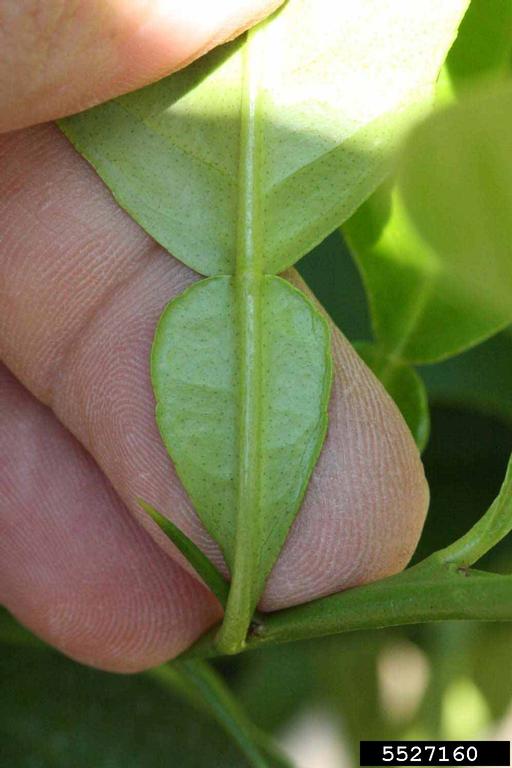 Tabog (Swinglea glutinosa cv. Tabog (Blanco) Merr.)