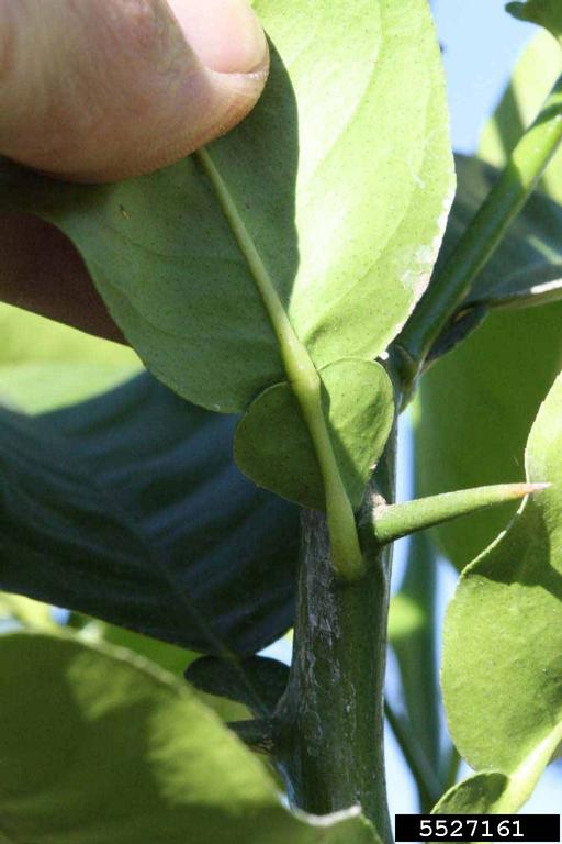 Tabog (Swinglea glutinosa cv. Tabog (Blanco) Merr.)