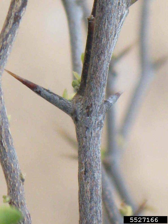 Tabog (Swinglea glutinosa cv. Tabog)