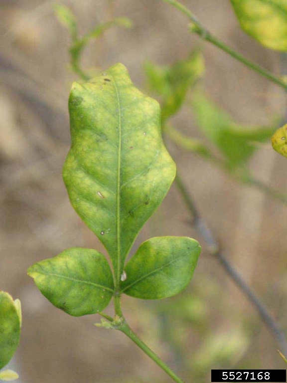 Tabog (Swinglea glutinosa cv. Tabog)