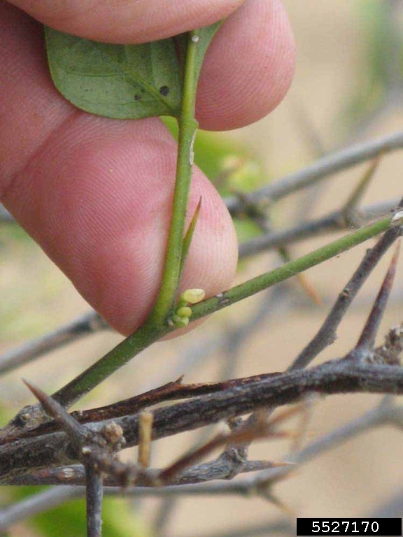 Tabog (Swinglea glutinosa cv. Tabog (Blanco) Merr.)