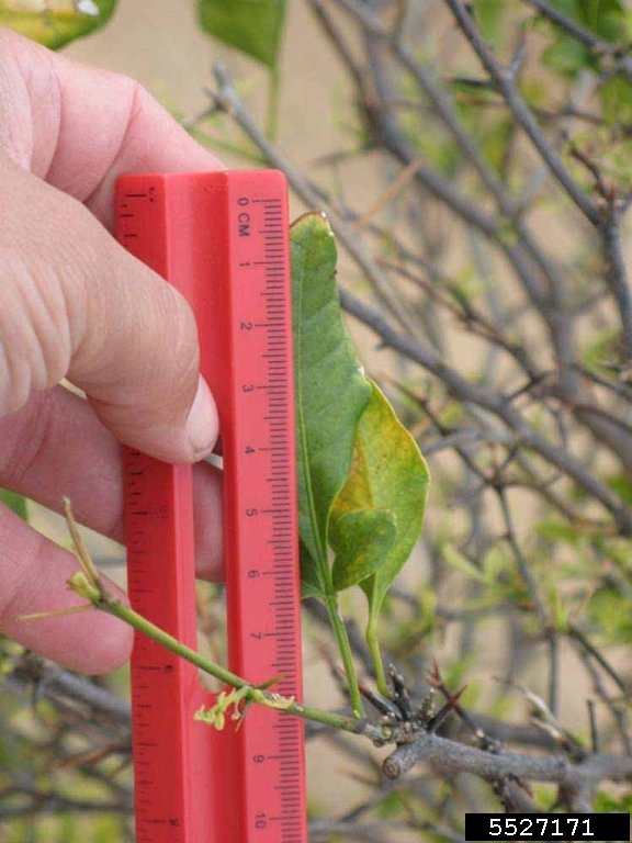 Tabog (Swinglea glutinosa cv. Tabog)