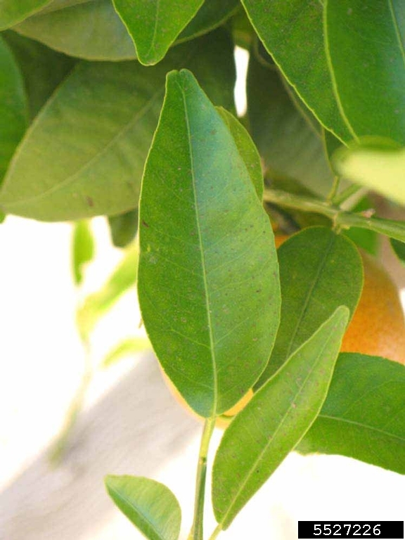 Tango (Citrus reticulata cv. Tango Blanco)