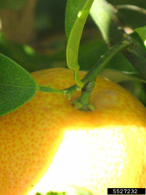 Tango (Citrus reticulata cv. Tango)