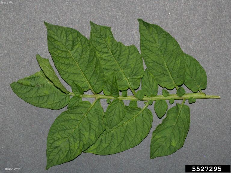 potato virus Y (PVY) (Potyvirus Potato virus Y)