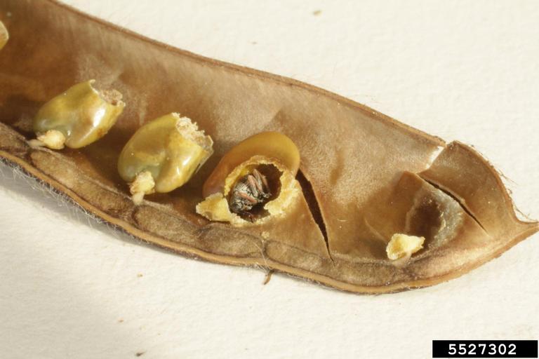 Scottish broom seed weevil (Exapion fuscirostre ) on Scotch broom ...