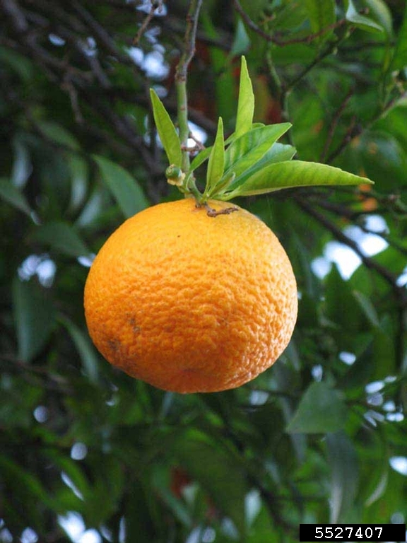 Temple Sue Linda (Citrus temple cv. Temple Sue Linda hort. ex Y. Tanaka)
