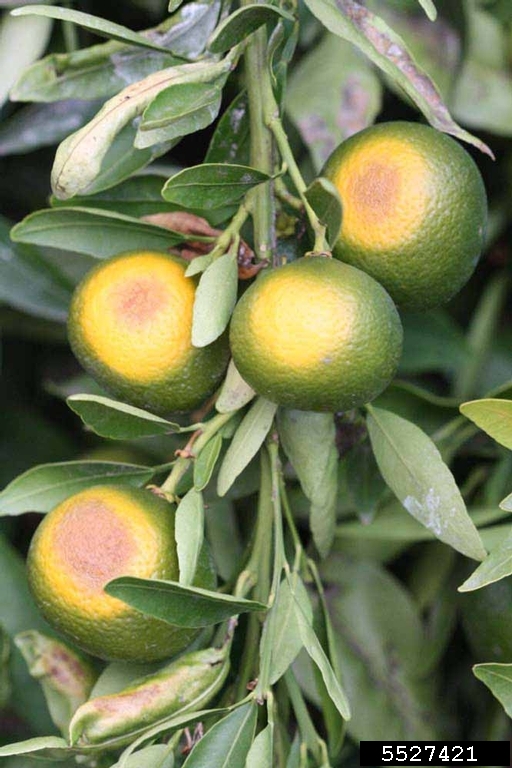 Temple x Dancy (Citrus hybrid cv. Temple x Dancy Blanco)