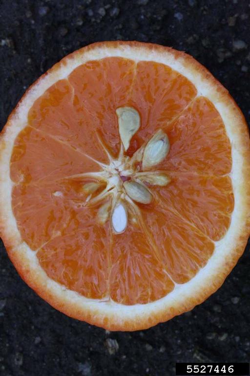 Temple x Minneola (Citrus hybrid cv. Temple x Minneola)