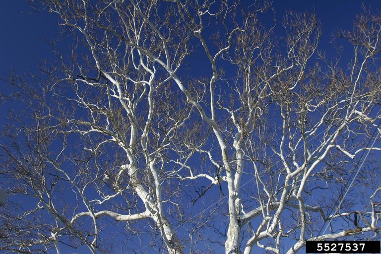 American sycamore, Platanus occidentalis (Hamamelidales: Platanaceae ...