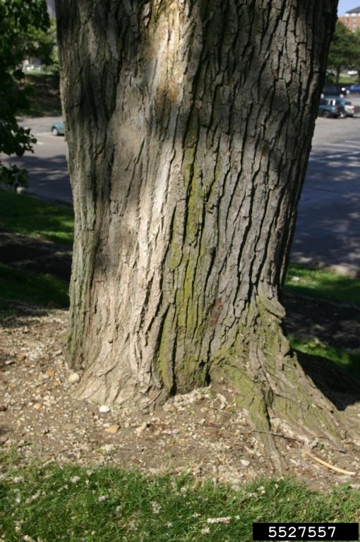 eastern cottonwood (Populus deltoides Bartr. ex Marsh.)